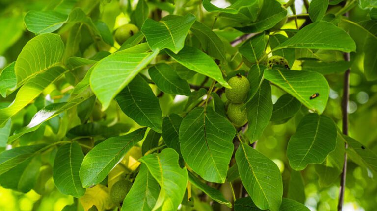 Nogal: Guía completa para la plantación y cuidado de árboles de nueces ︎