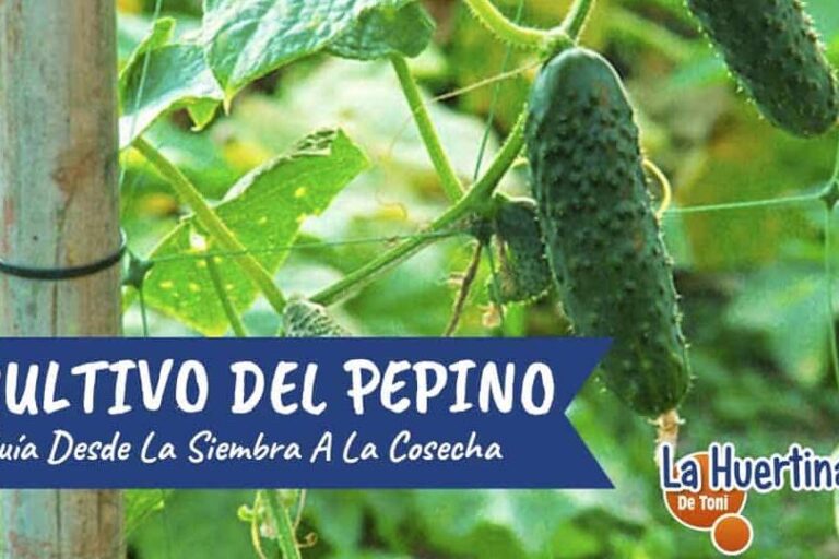 Guía completa para el cultivo de pepinos: consejos, cuidados y ...