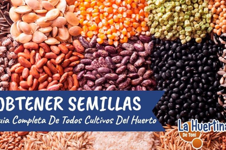 Guía completa para estratificar semillas: tips, técnicas y beneficios ︎