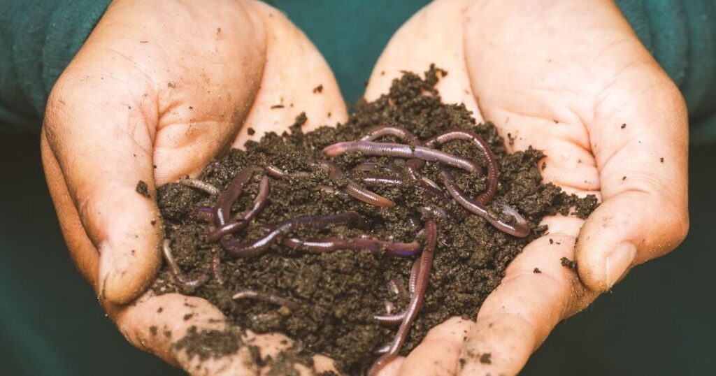 Guía completa para una lombricompostera eficiente: todo lo que ...