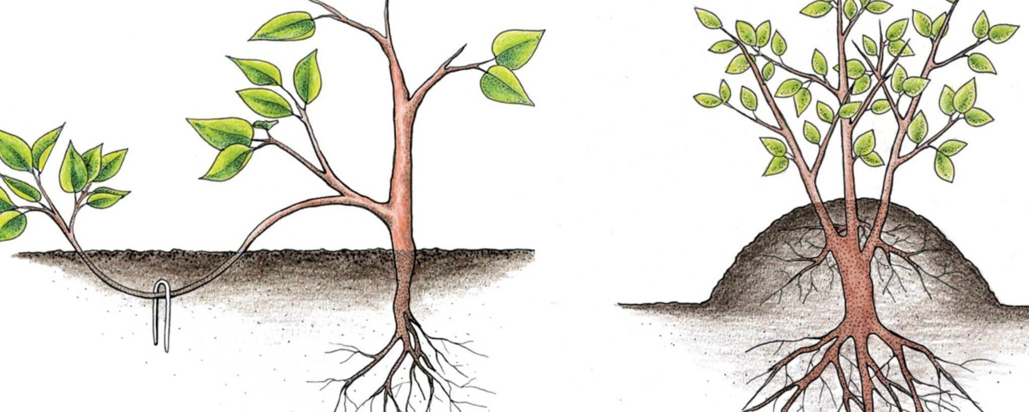 Enraizar plantas fácilmente: guía completa y consejos prácticos ︎