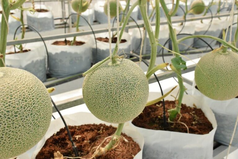 Guía completa sobre el cultivo y cuidado del melón: todo lo que ...