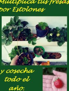 Guía completa sobre fresa estolones: cómo cultivar, cuidar y ...