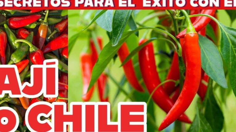 Guía de cuidados de la planta de ají picante: consejos esenciales para ...