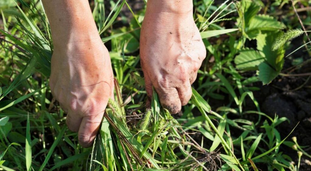 Plástico antihierbas: la solución ideal para mantener tu huerto libre ...