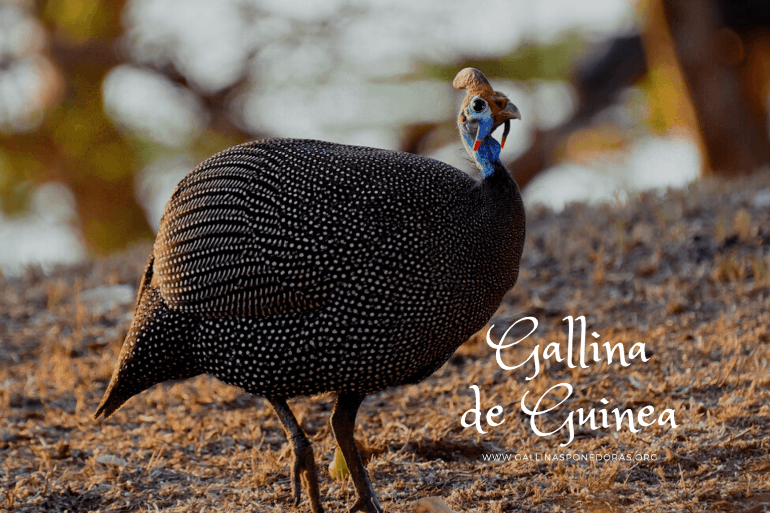 La gallina de guinea: características, cuidados y beneficios para tu ...