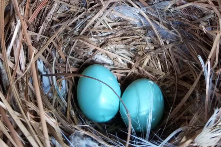 Ameraucana: Descubre todo sobre esta popular raza de gallinas azules ︎