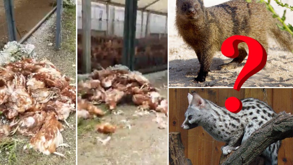 Conoce al depredador de las gallinas: La onza, su comportamiento y cómo ...