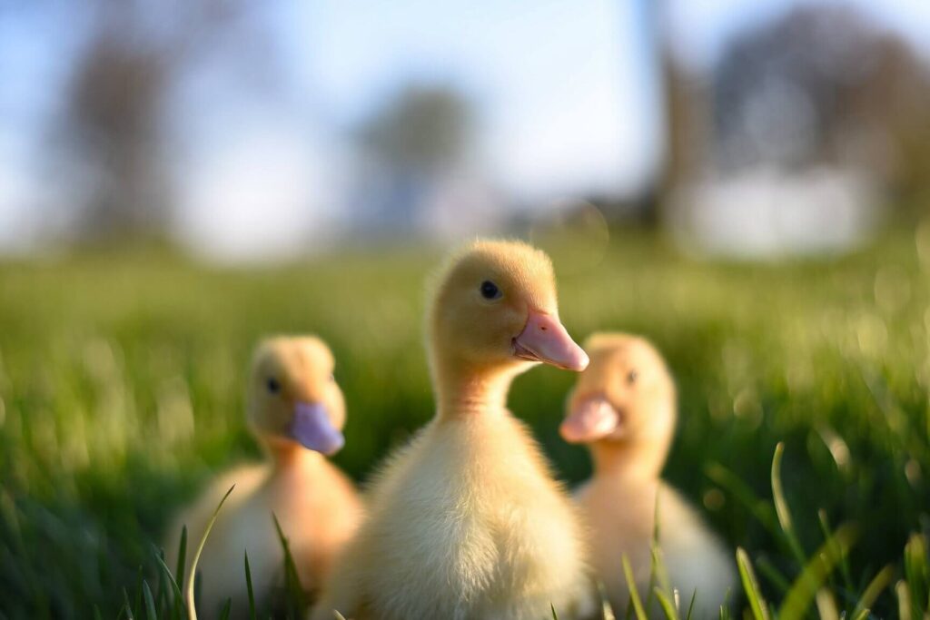 La dulzura del pato bebé: todo lo que debes saber sobre su cuidado y ...