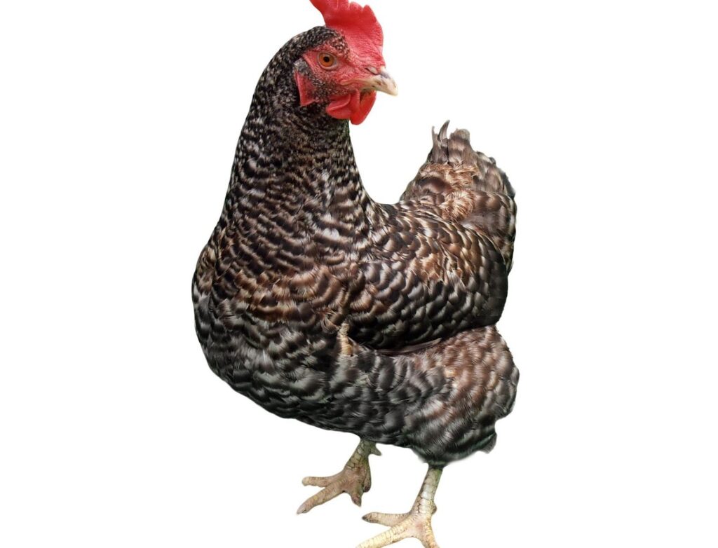 La gallina barrada: características, cuidados y curiosidades | Guía ...