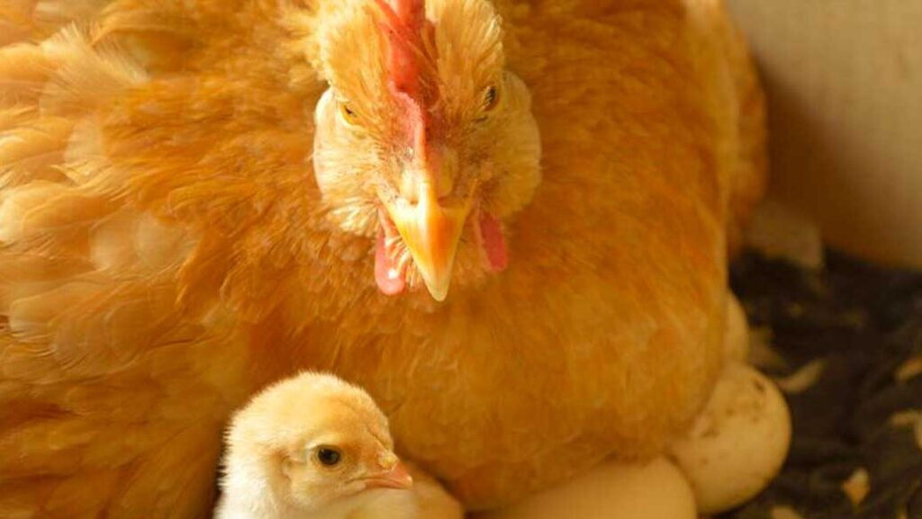 Guía completa para incubar huevos de manera exitosa en casa ︎