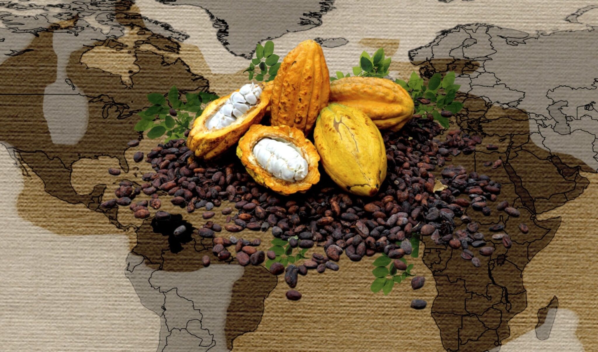 Descubre los principales tipos de cacao: variedades, sabores y usos ︎
