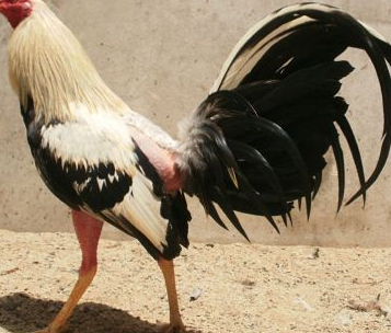 Las mejores razas de gallos de pelea: descubre su fuerza y resistencia ︎
