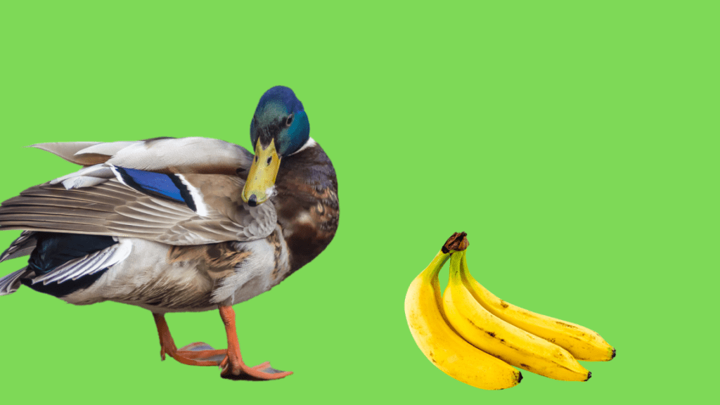 Descubre las 10 razas de patos más populares: características, cuidados ...