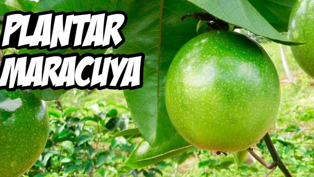 Maracuyá en miniatura: descubre las plantas de maracuyá pequeñas y cómo ...