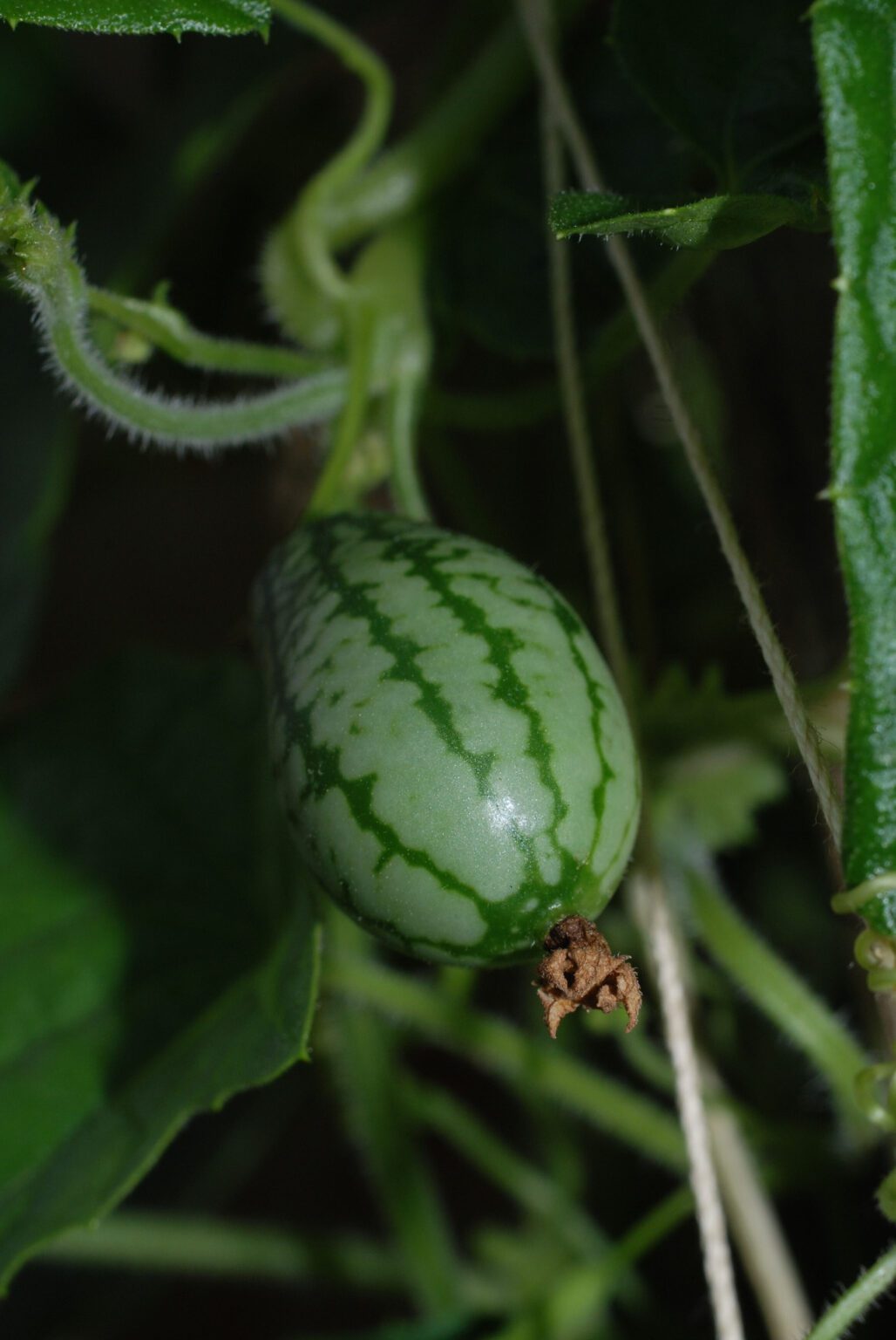 Beneficios y curiosidades de la sandía Citrullus lanatus: ¡Descubre ...