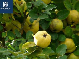 Membrillo: Todo lo que debes saber sobre este árbol frutal ︎