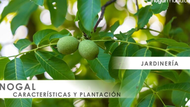 Descubre los beneficios del fruto del nogal: propiedades, usos y recetas ︎