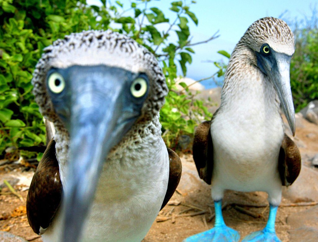 Pollo Azul: Descubre el Exótico y Fascinante Mundo de esta Increíble ...