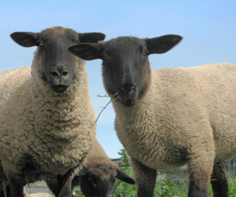 Todo lo que debes saber sobre la ganadería de borregos: guía completa ︎