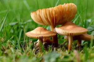 Senderuelas: El fascinante mundo de las setas en los senderos naturales ︎