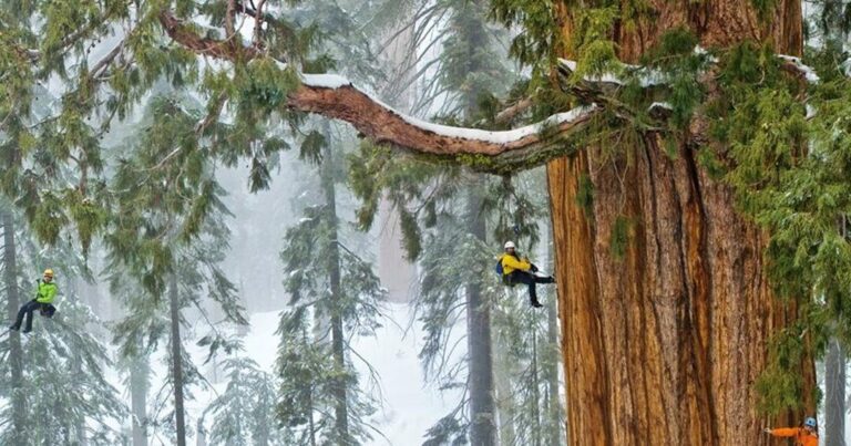 Sequoiadendron giganteum: El árbol gigante que desafía el tiempo ︎
