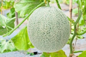 Guía completa para la plantación de melones: consejos, técnicas y ...