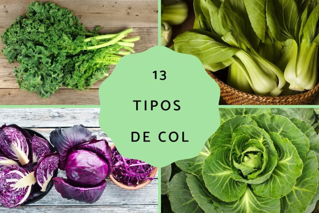 Tipos de col: descubre las variedades más populares y sus beneficios ︎