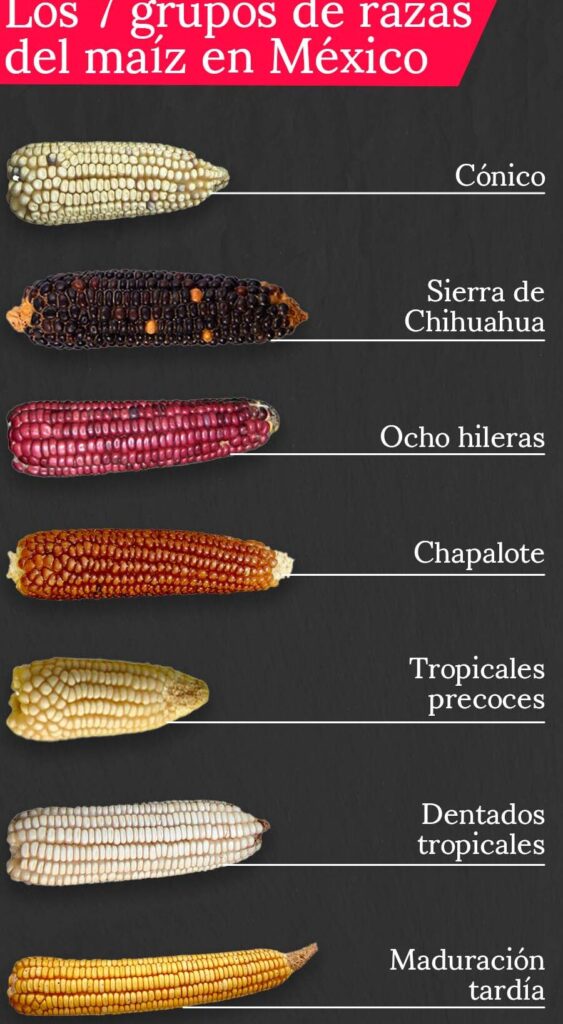 Descubre los principales tipos de maíz: nombres y características ︎