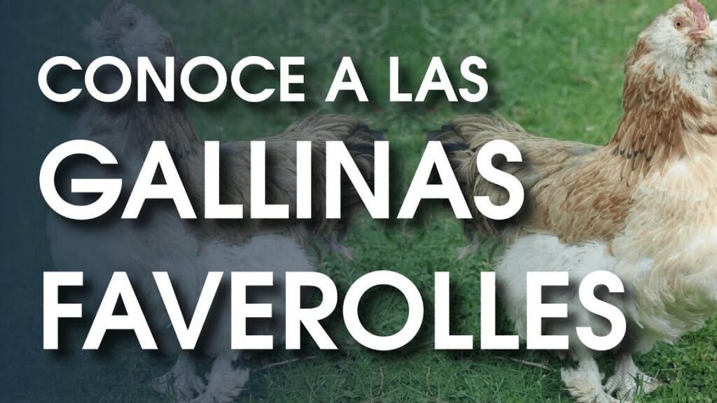 Gallinas pequeñas: todo lo que necesitas saber sobre estas adorables ...