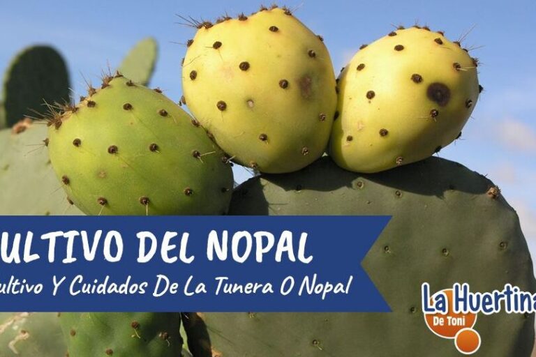 Todo lo que necesitas saber sobre la tunera: beneficios, cuidados y usos ︎