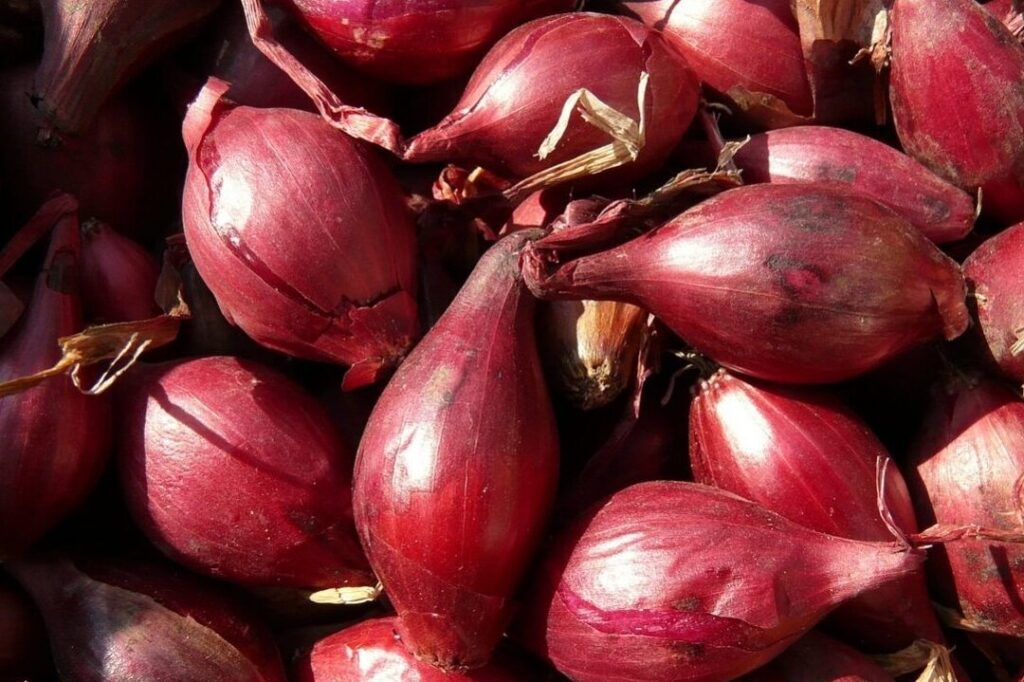 Descubre los ejemplos de bulbos más populares: guía completa para ...