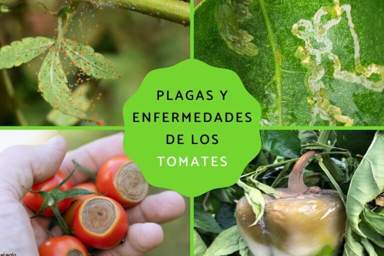 Enfermedad de la lechuga: causas, síntomas y tratamiento - Guía completa ︎