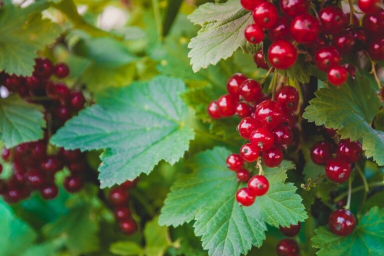 Todo sobre la grosella: características, cultivo y beneficios ︎
