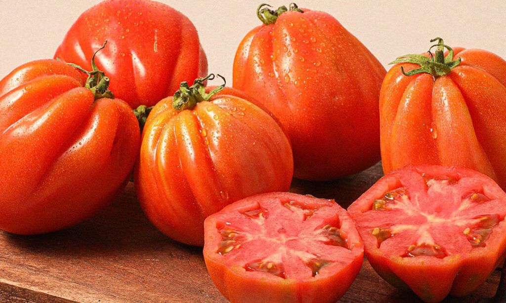 El tomate Flavr Savr: la revolución en el sabor y la durabilidad ︎