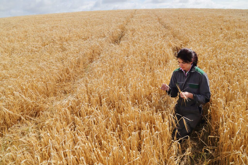 Descubre los principales tipos de trigo: guía completa y actualizada ︎